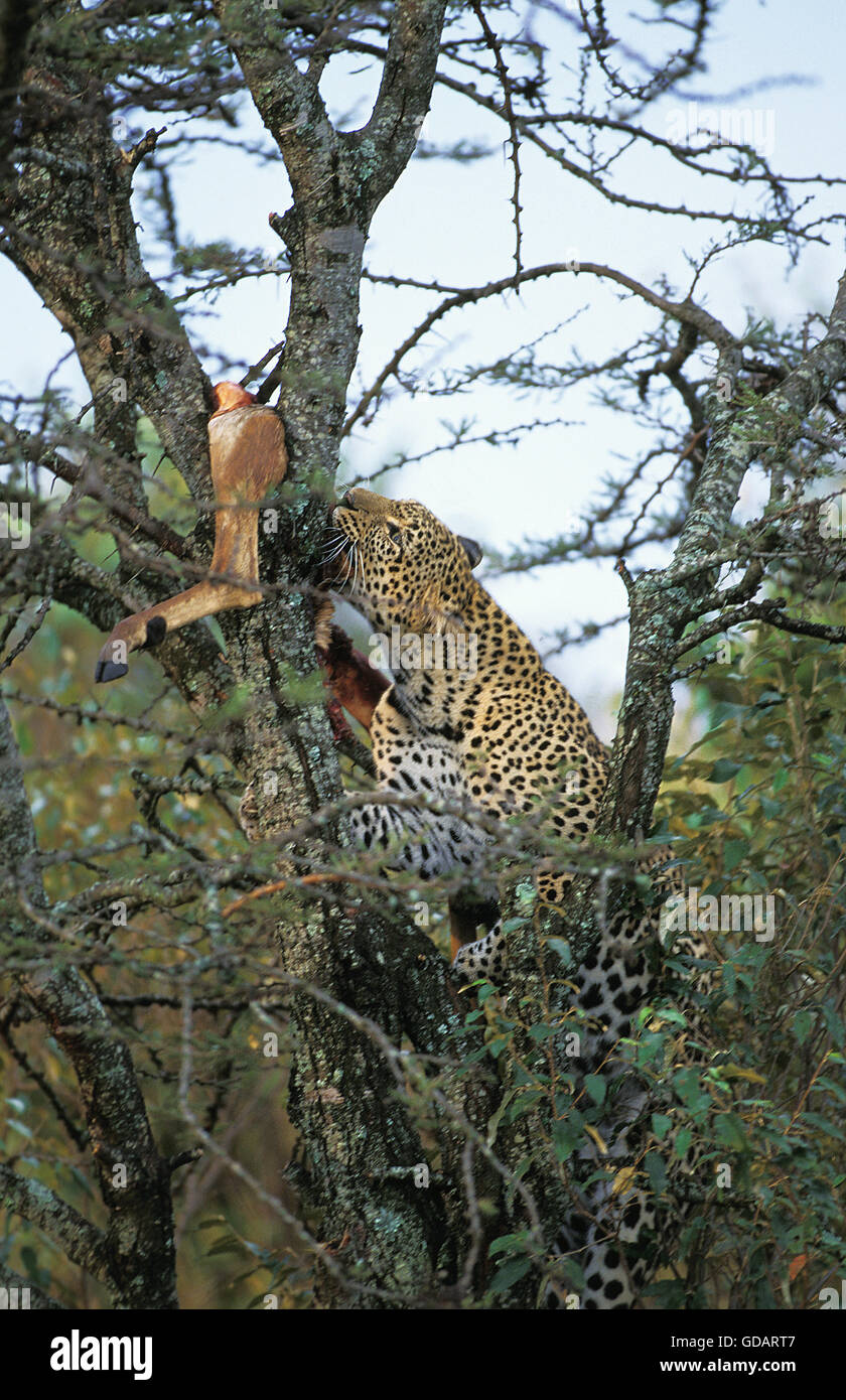 LEOPARD panthera pardus, ADULT PUTING IMPALA KILL IN TREE, MASAI MARA ...