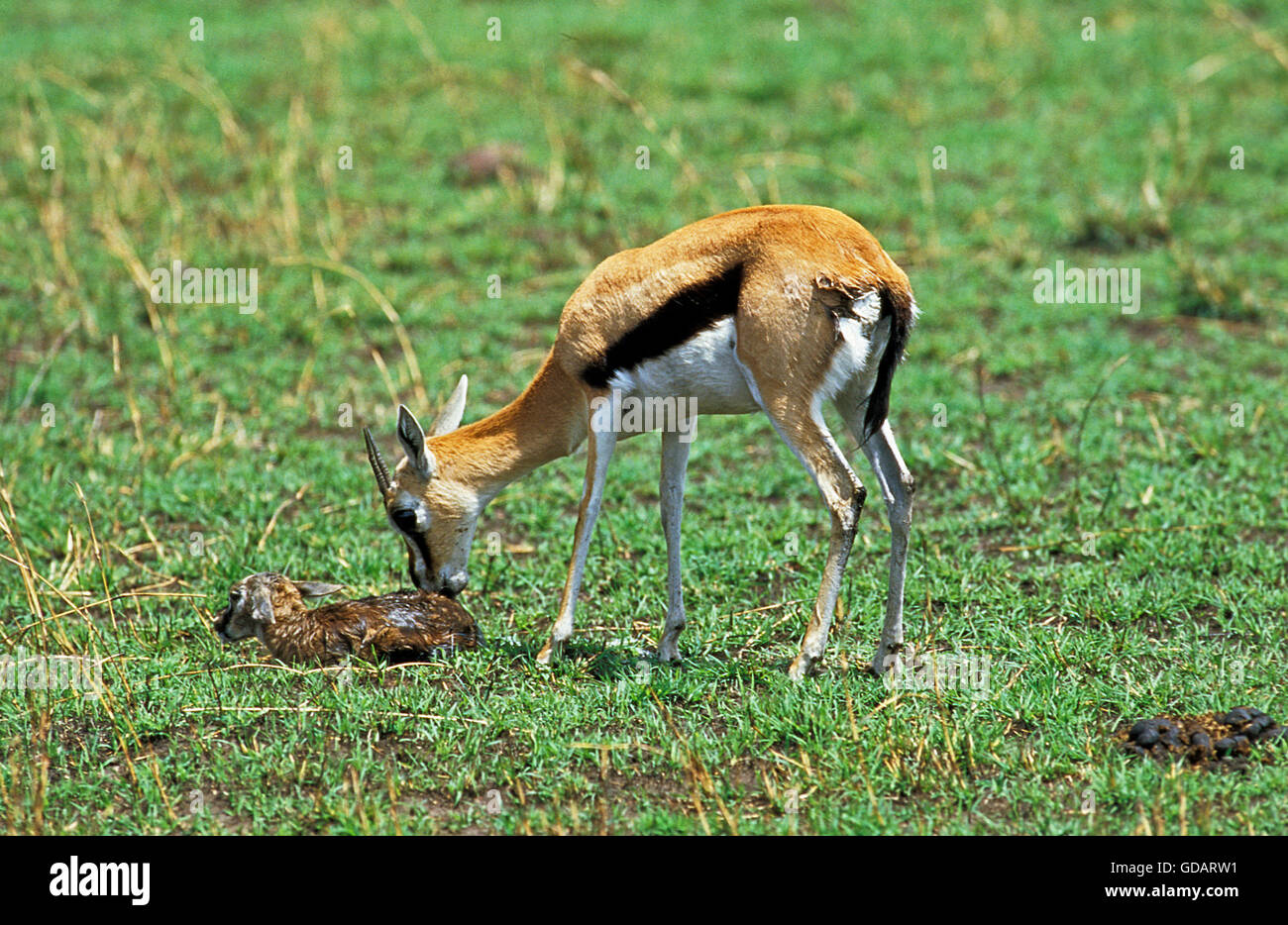 Thomson's Gazelle, gazella thomsoni, Female with Newborn Fawn, Masai ...