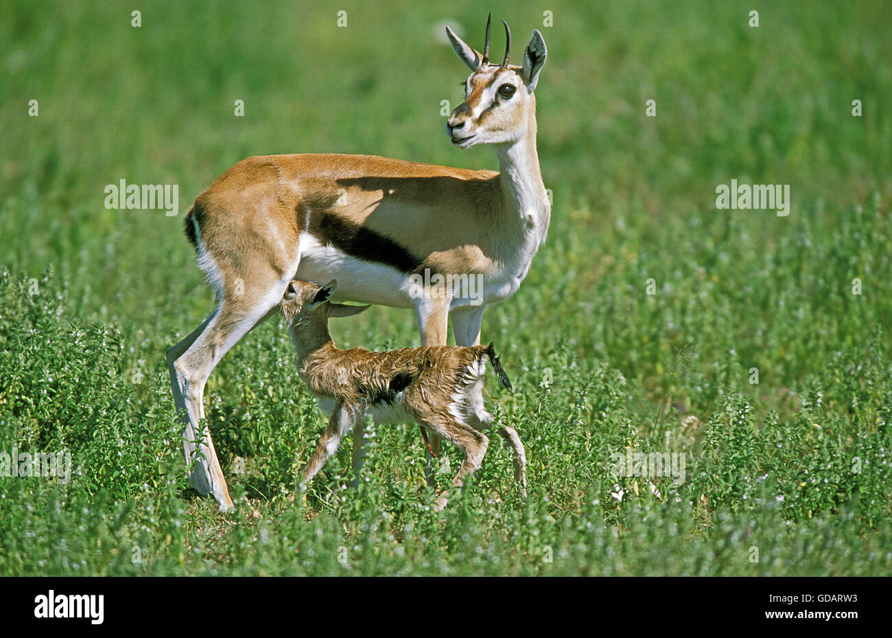 Thomson's Gazelle, gazella thomsoni, Female with Newborn Fawn, Masai ...