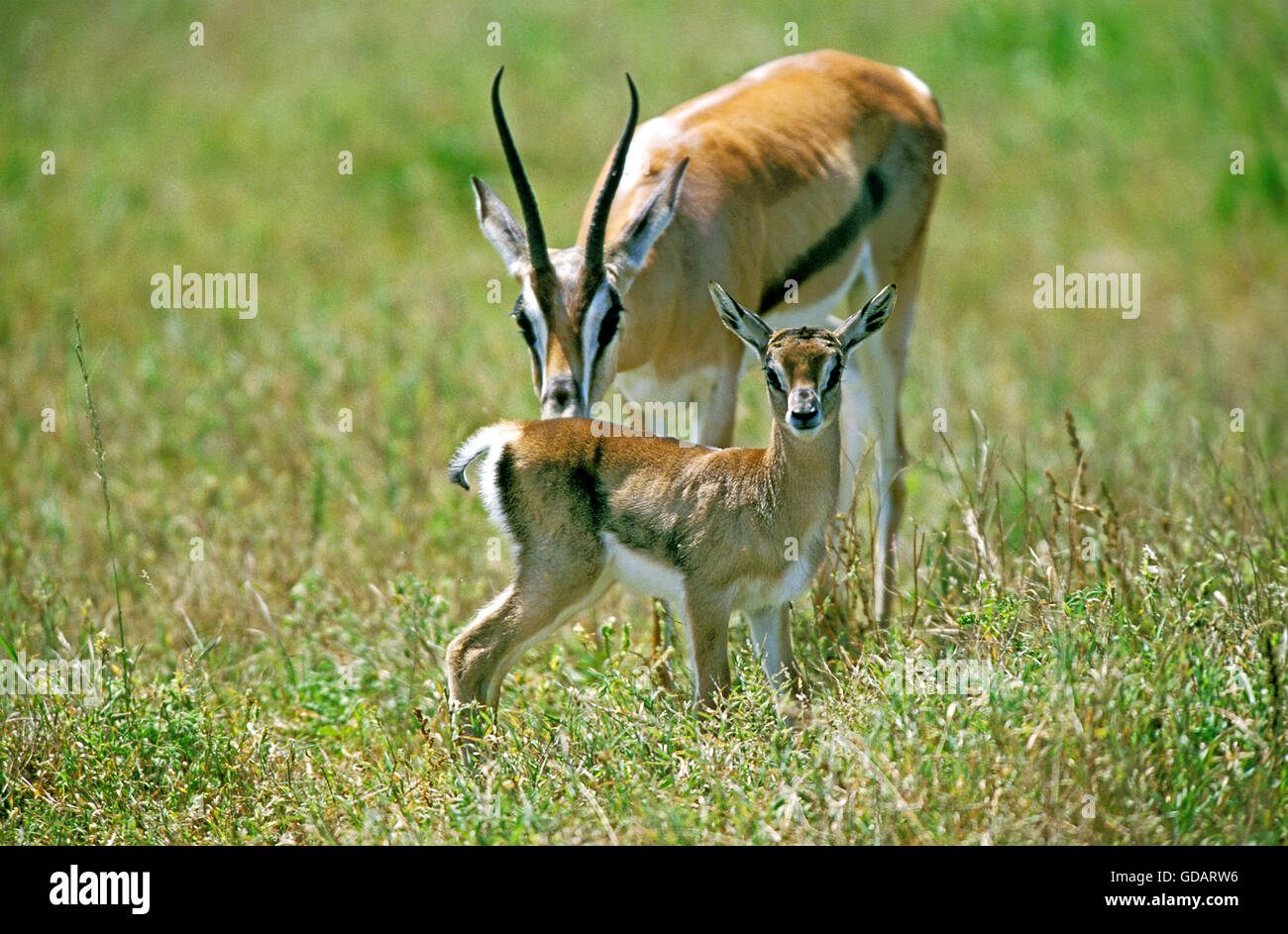 Thomson's Gazelle, gazella thomsoni, Female with Fawn, Masai Mara Park ...