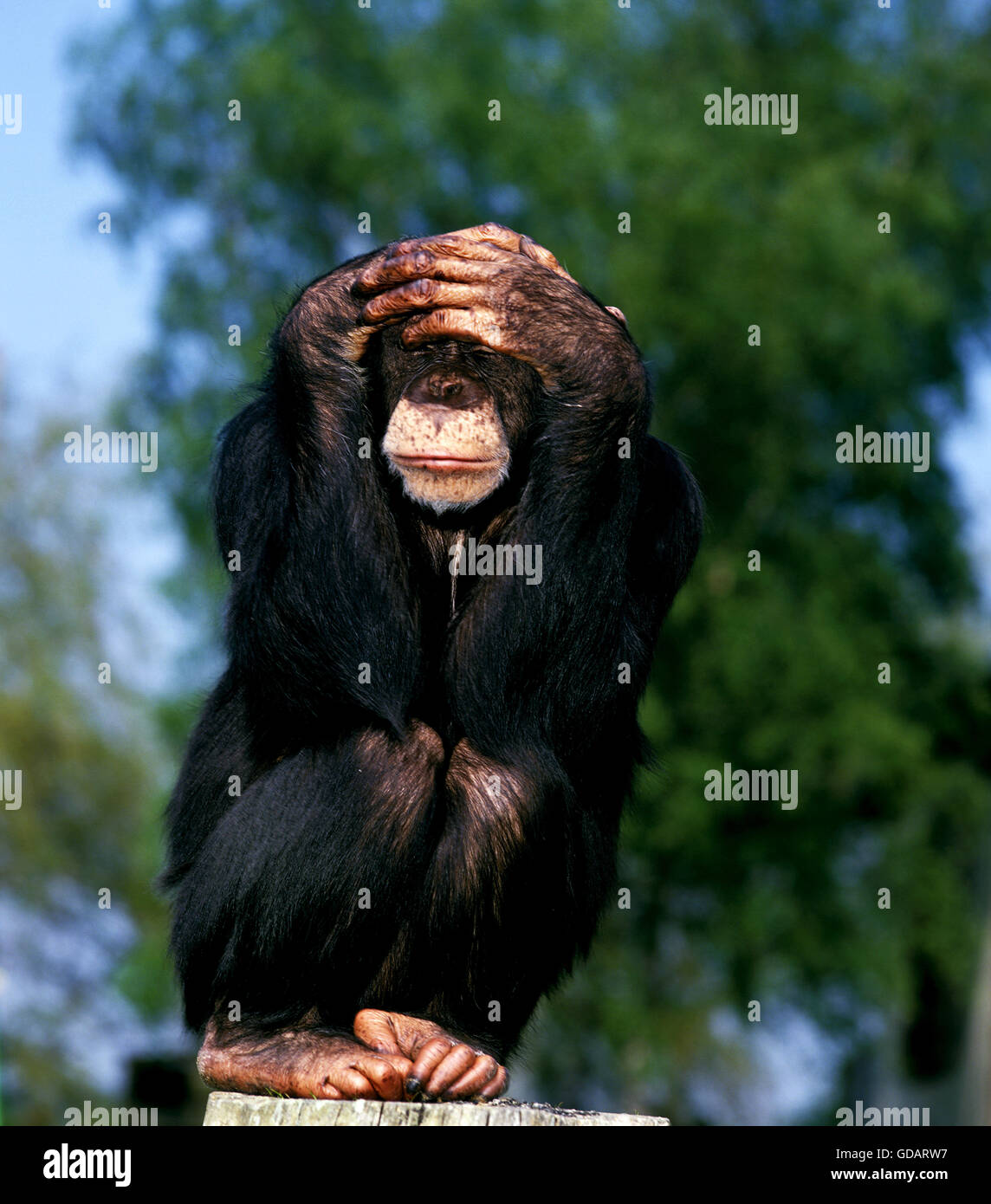 Funny chimpanzee hi-res stock photography and images - Alamy