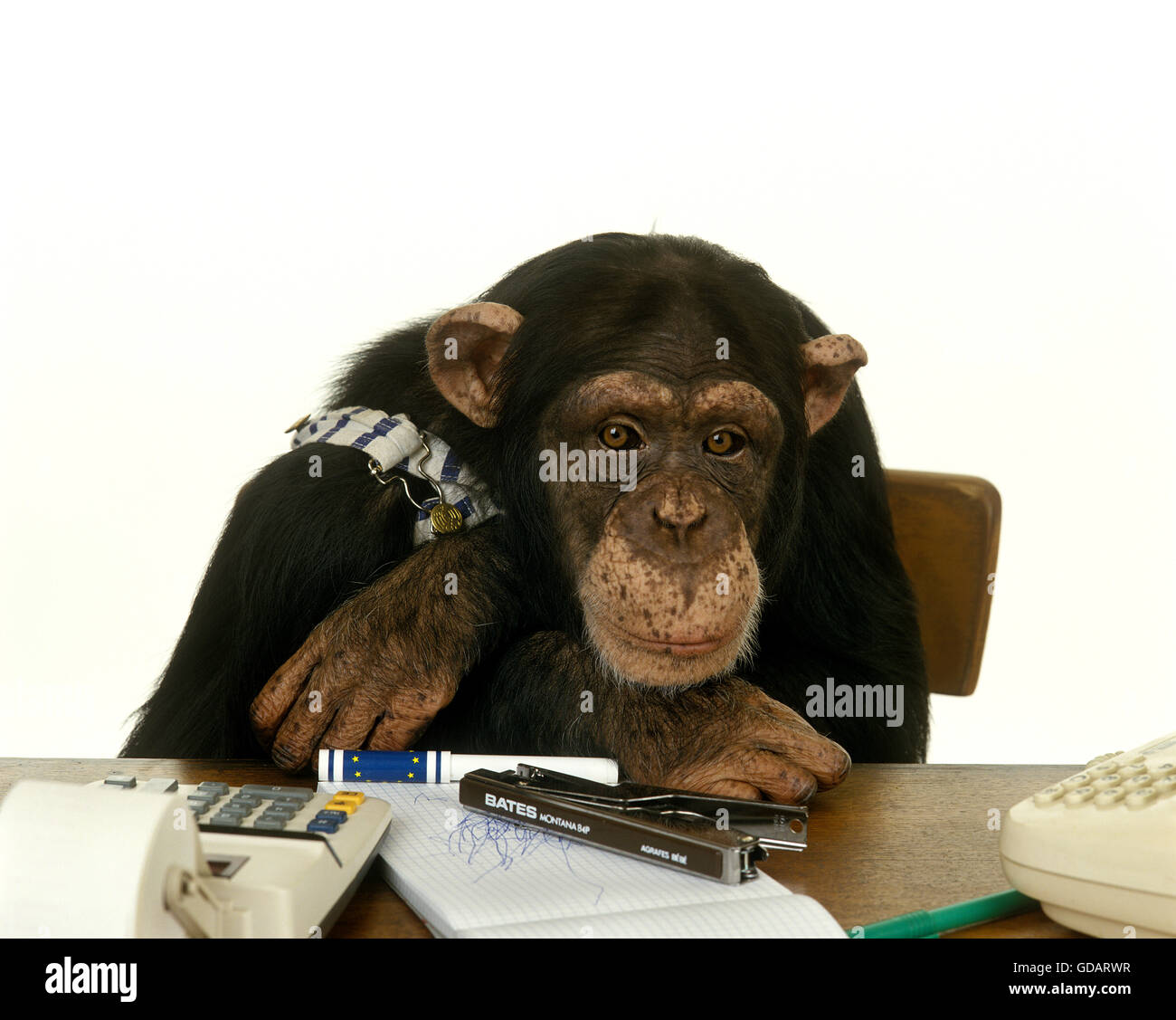 Chimpanzee, pan troglodytes, Dressed and Trained to do Like Humans ...