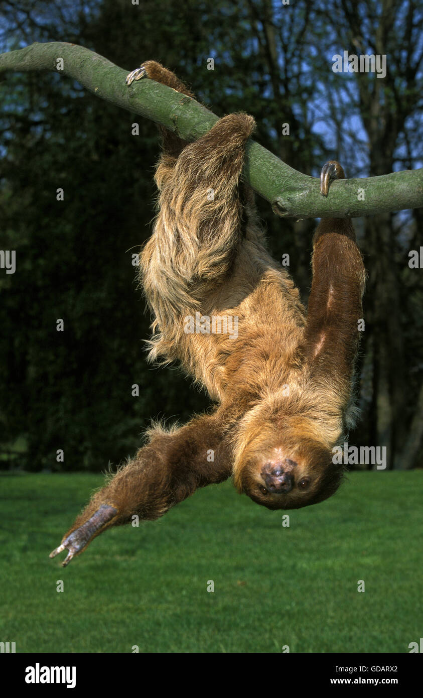 Two Toed Sloth, choloepus didactylus, Adult hanging from Branch Stock ...