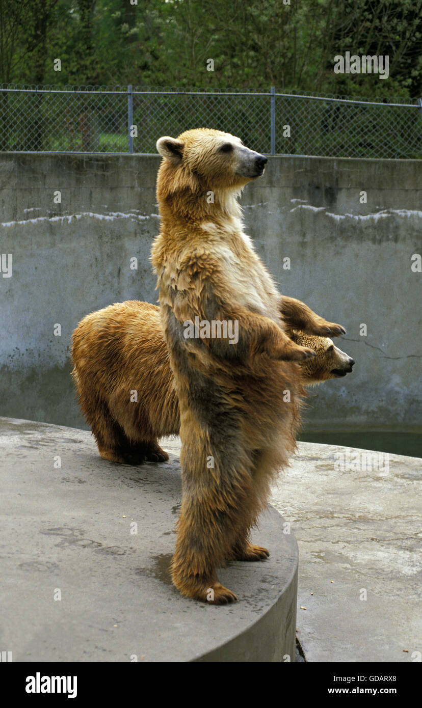 BROWN BEAR ursus arctos, ADULT ON HIND LEGS, AT THE ZOO Stock Photo - Alamy