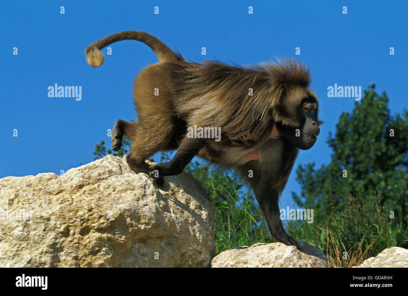 Theropithecus gelada rocks hi-res stock photography and images - Alamy