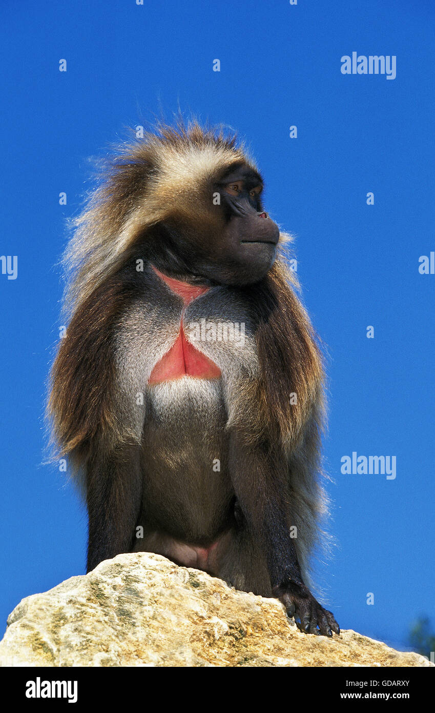 GELADA BABOON theropithecus gelada, MALE ON ROCK Stock Photo - Alamy