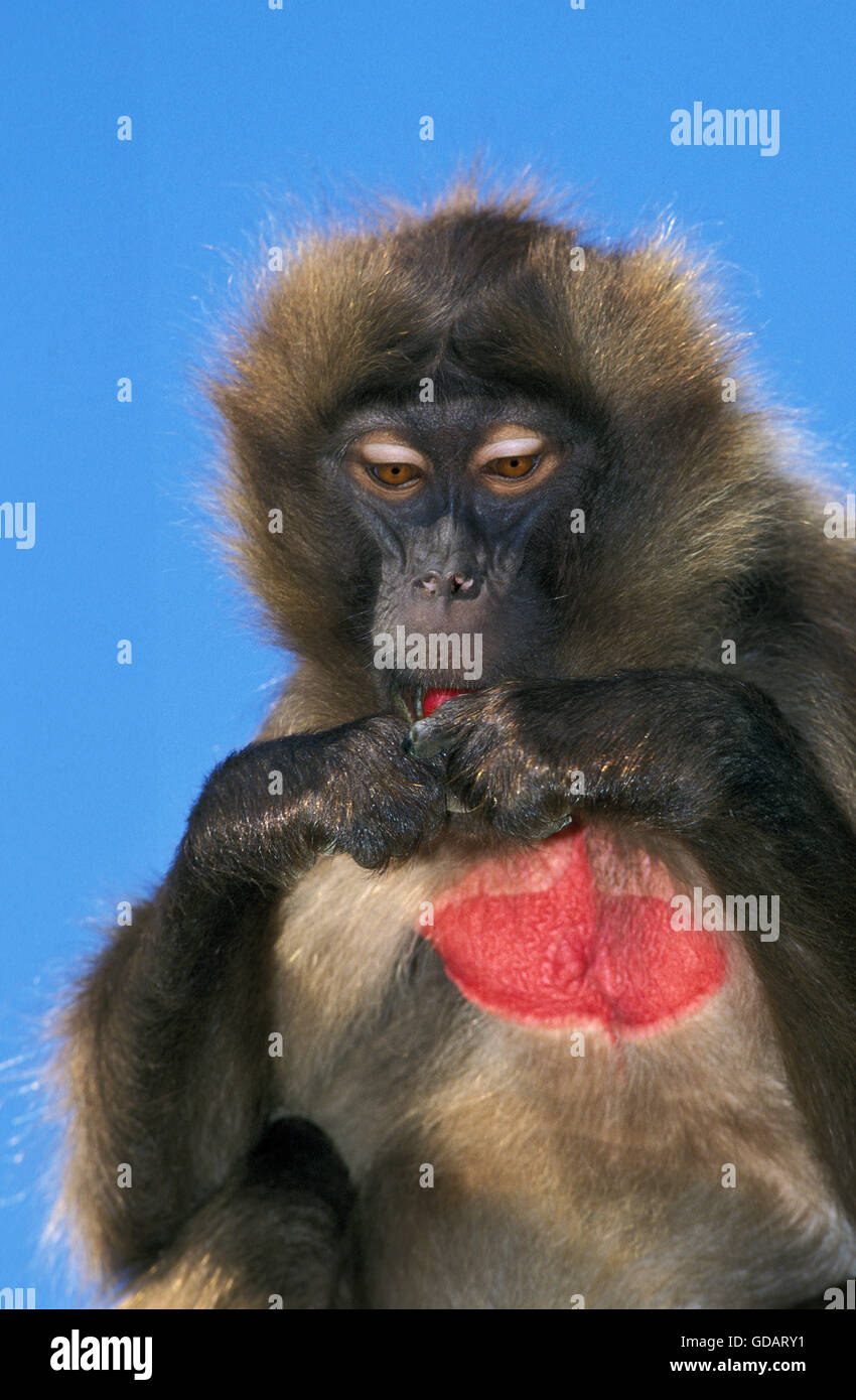 GELADA BABOON theropithecus gelada, FEMALE EATING FRUIT Stock Photo - Alamy