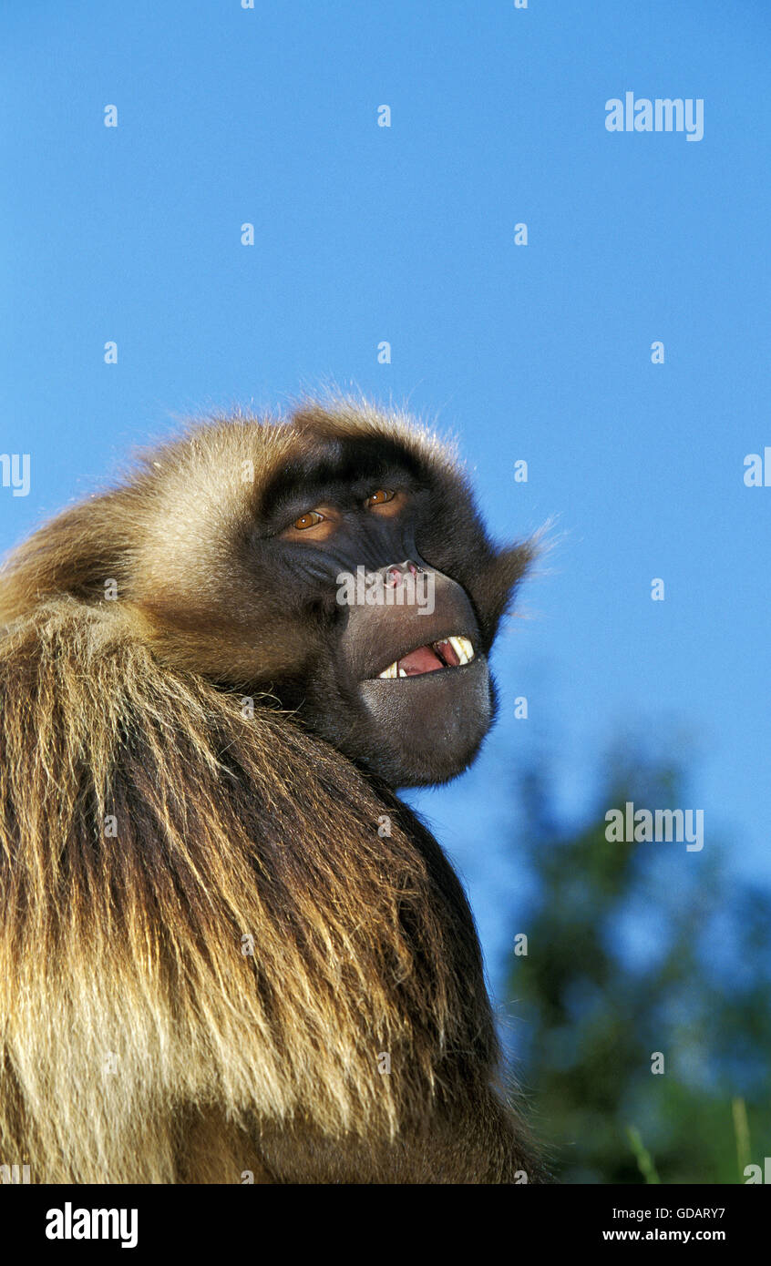 Gelada Baboon, theropithecus gelada, Portrait of Male Stock Photo - Alamy