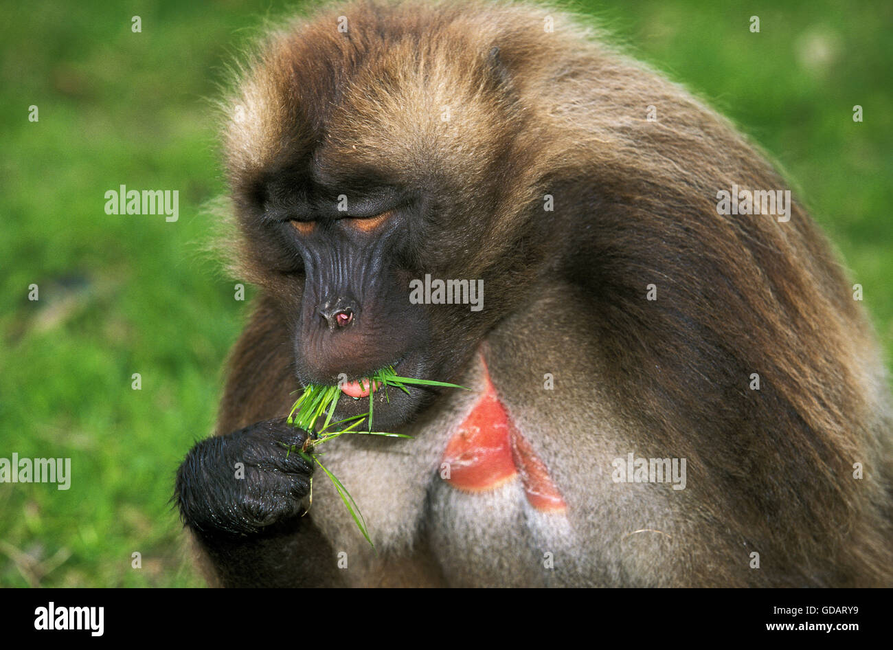 GELADA BABOON theropithecus gelada, MALE EATING GRASS Stock Photo - Alamy