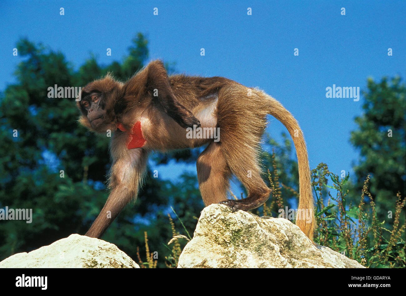 GELADA BABOON theropithecus gelada, FEMALE SCRATCHING Stock Photo - Alamy