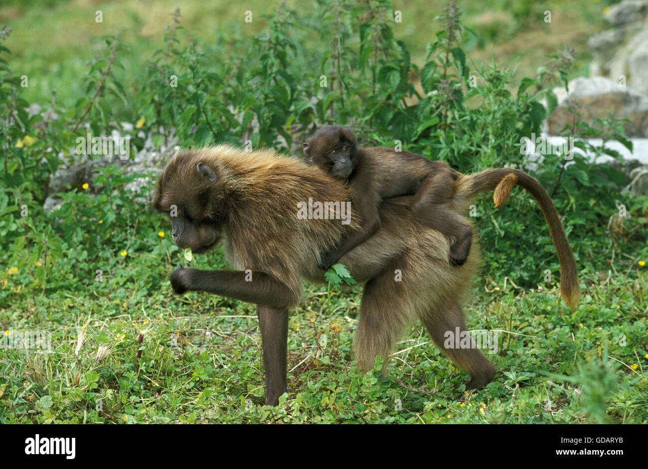 GELADA BABOON theropithecus gelada, MOTHER CARRYING YOUNG ON ITS BACK ...