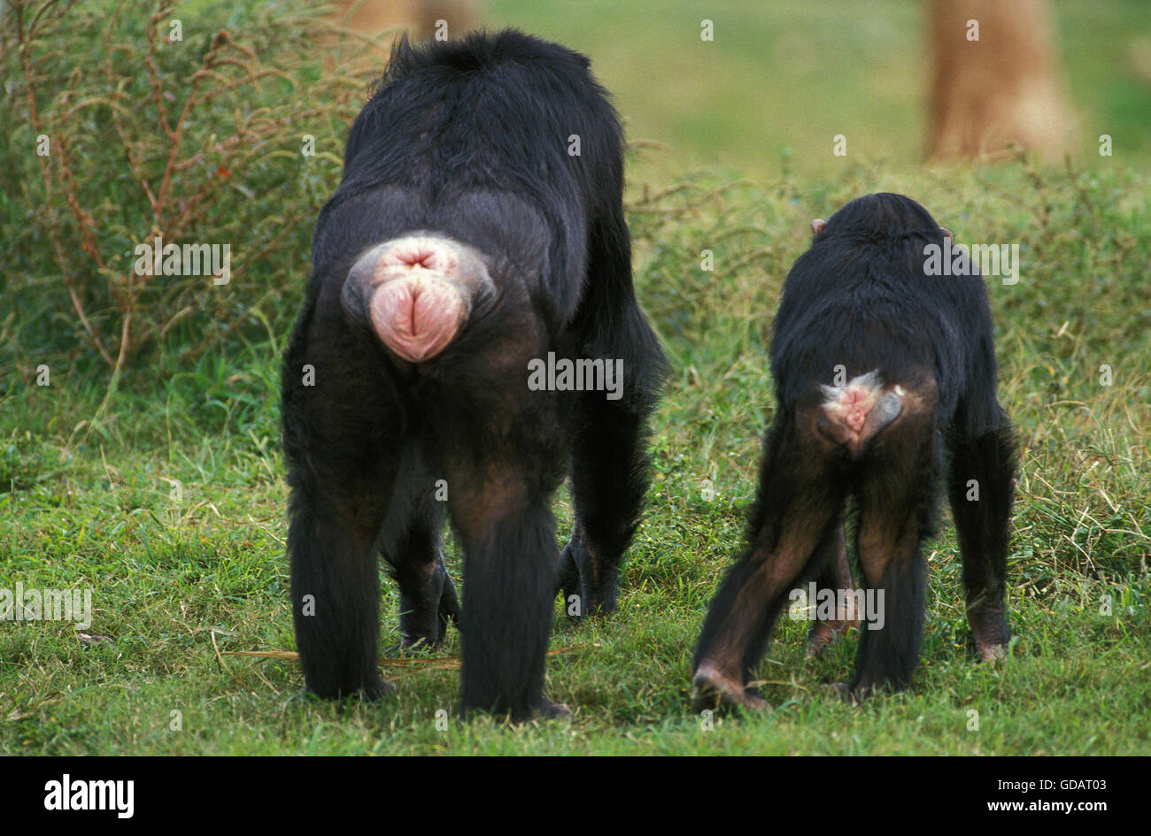 Chimpanzee, pan troglodytes, Mother and Young Stock Photo - Alamy