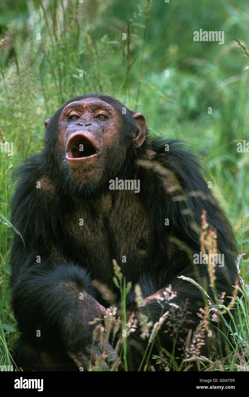 Aggressive chimpanzee hi-res stock photography and images - Alamy