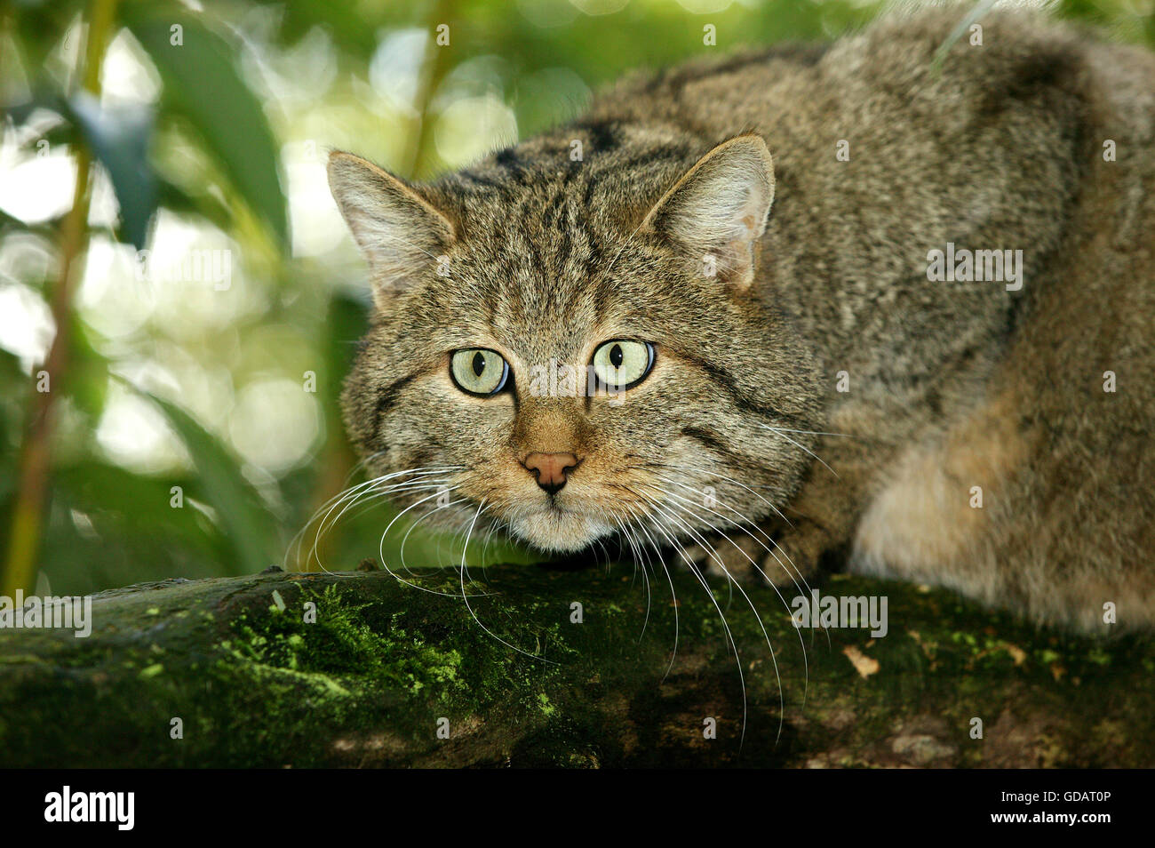 EUROPEAN WILDCAT felis silvestris, PORTRAIT OF ADULT ON BRANCH Stock ...
