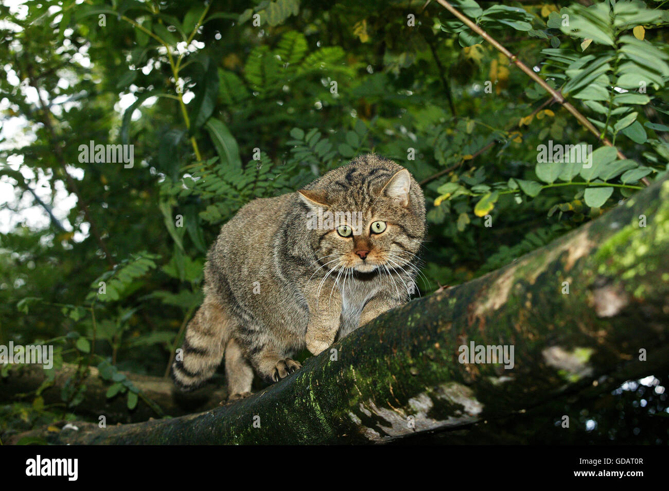 European Wildcat, felis silvestris, Adult on Branch Stock Photo - Alamy