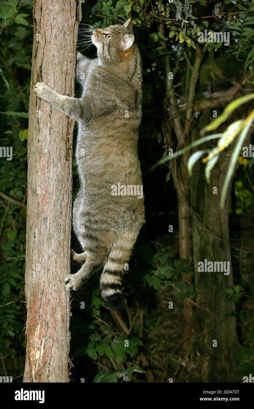 European Wildcat, felis silvestris, Adult climbing Tree Trunk Stock ...