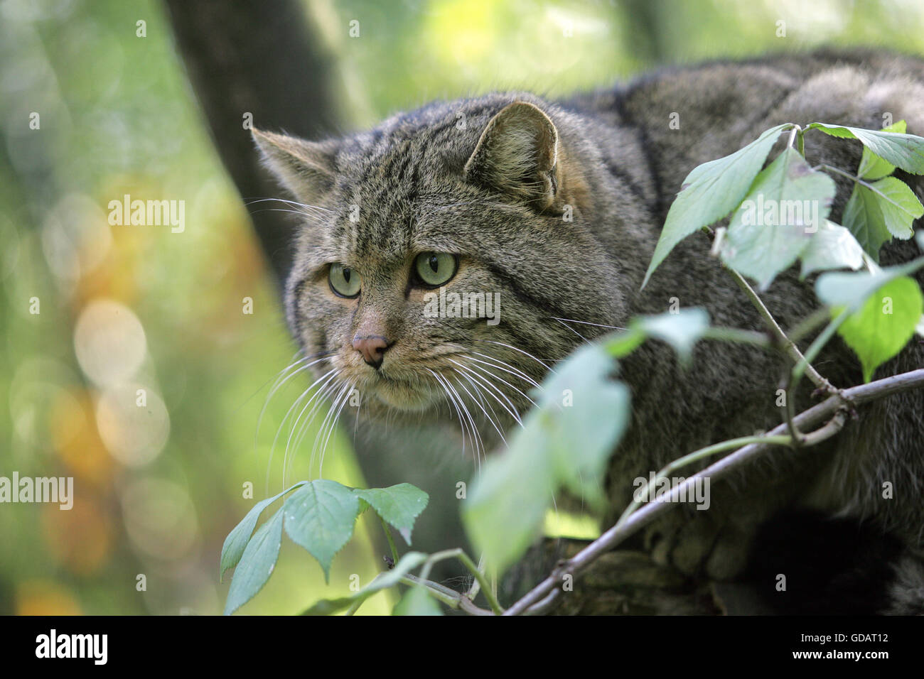 European Wildcat, felis silvestris Stock Photo - Alamy