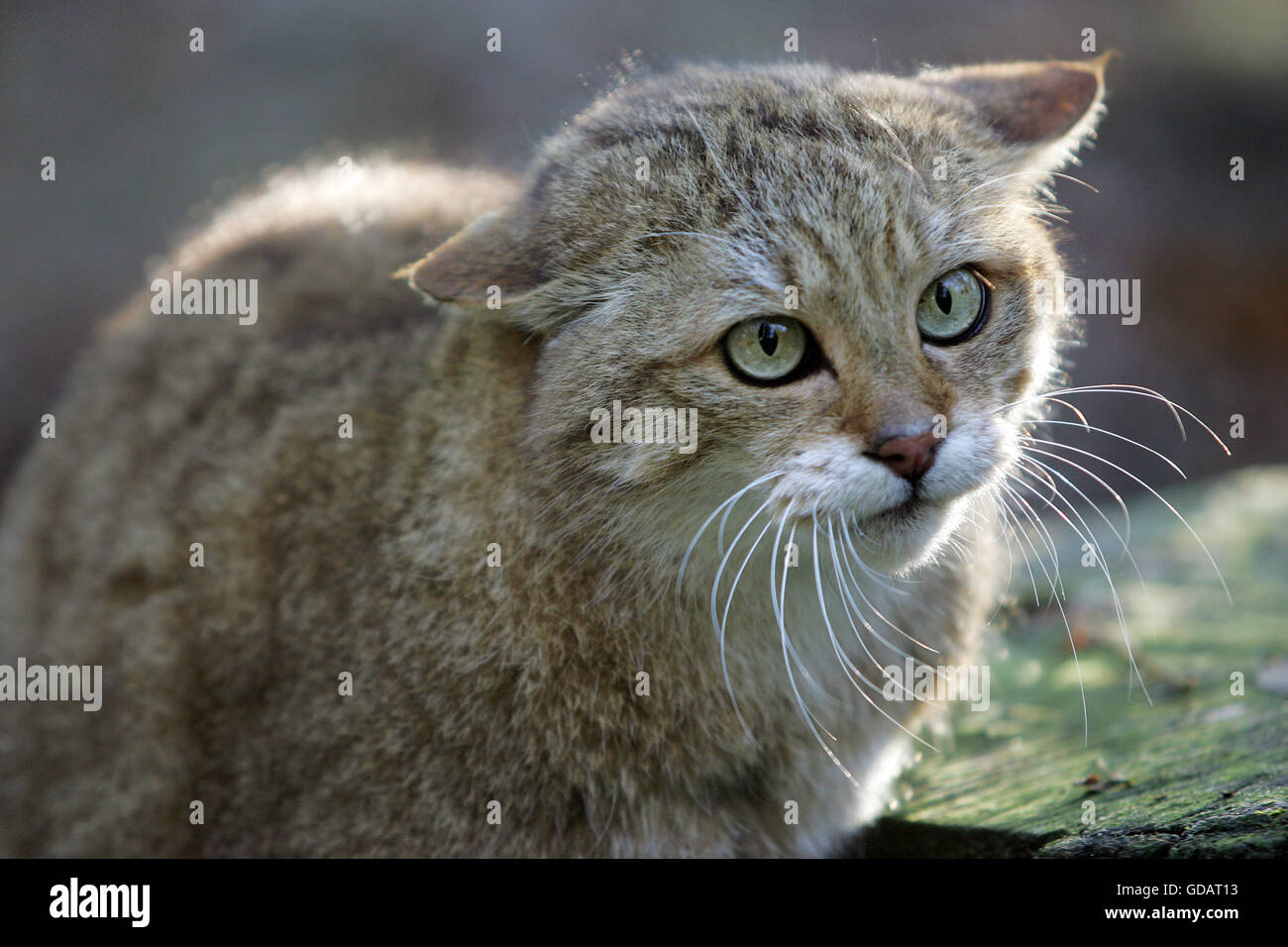 European Wildcat, felis silvestris, Portrait of Adult Stock Photo - Alamy