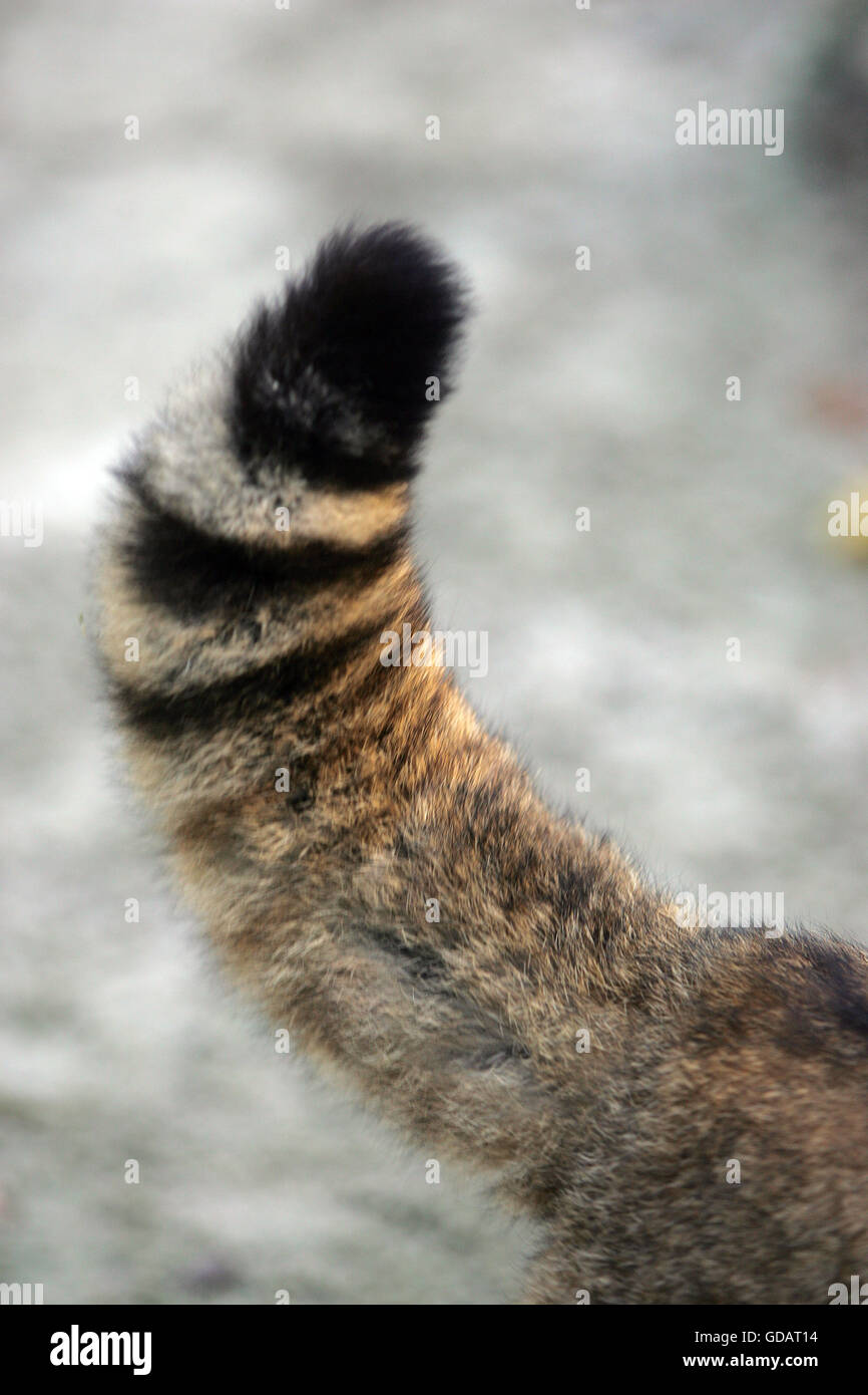 European Wildcat, felis silvestris, Close up of Tail Stock Photo - Alamy
