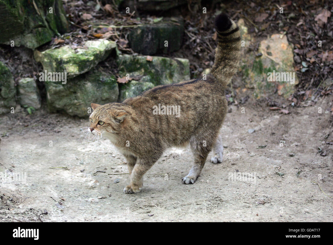 European Wildcat, felis silvestris, Adult Stock Photo - Alamy