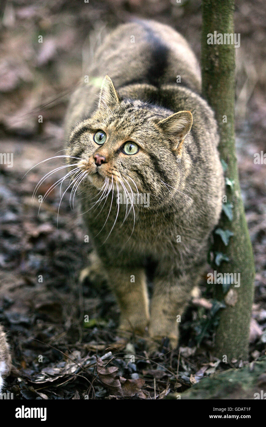 European Wildcat, felis silvestris, Adult Stock Photo - Alamy