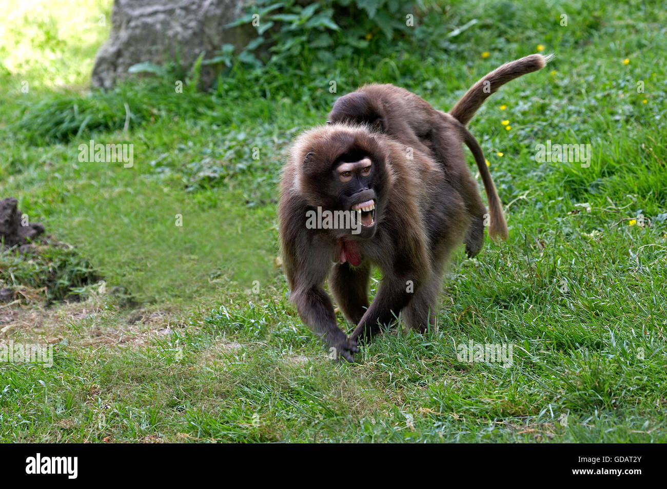 Gelada baboon females hi-res stock photography and images - Alamy