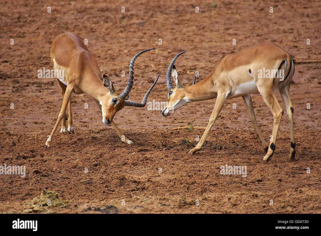 Two male impalas fighting hi-res stock photography and images - Alamy