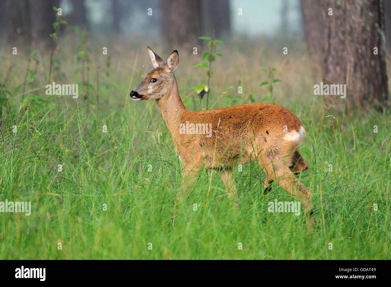 Roe deer in the wood,forest Stock Photo - Alamy