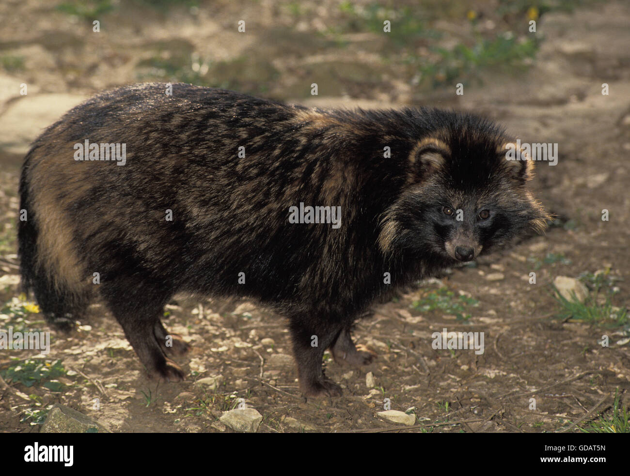 Raccoon Dog, nyctereutes procyonoides Stock Photo - Alamy