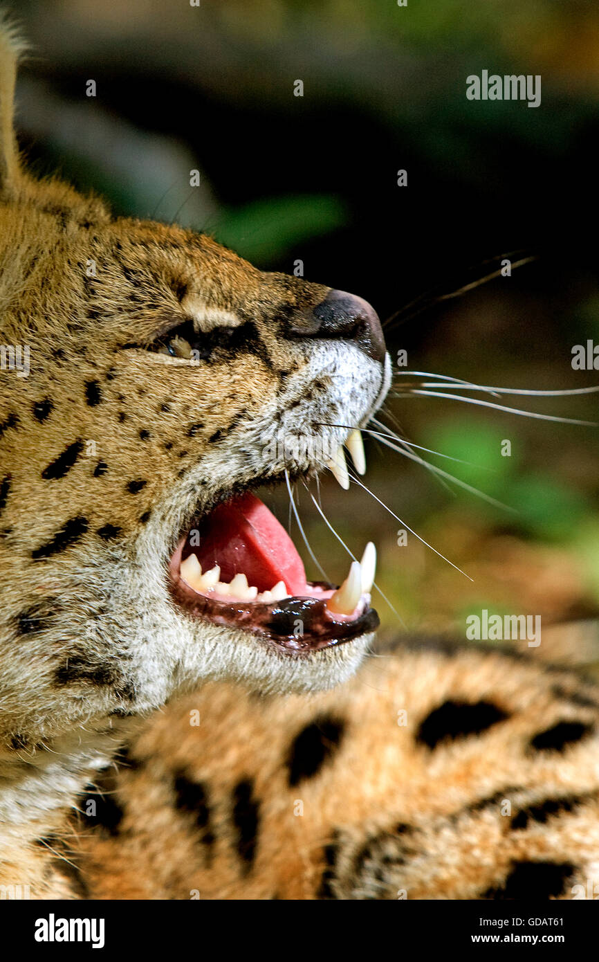 Serval, leptailurus serval, Snarling Stock Photo - Alamy