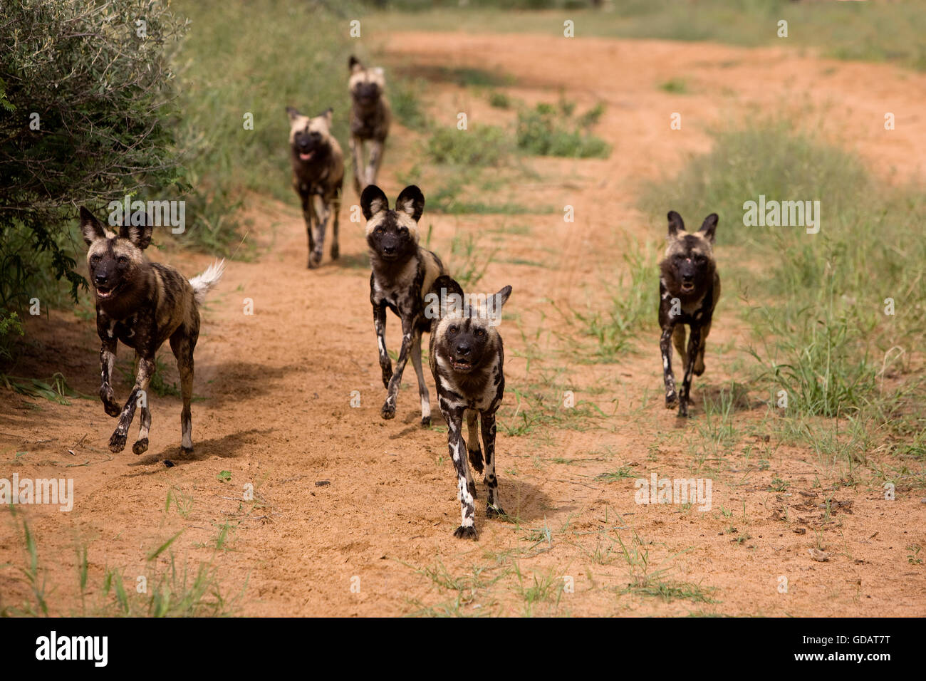 African Wild Dog, lycaon pictus, Pack walking on Track, Namibia Stock ...