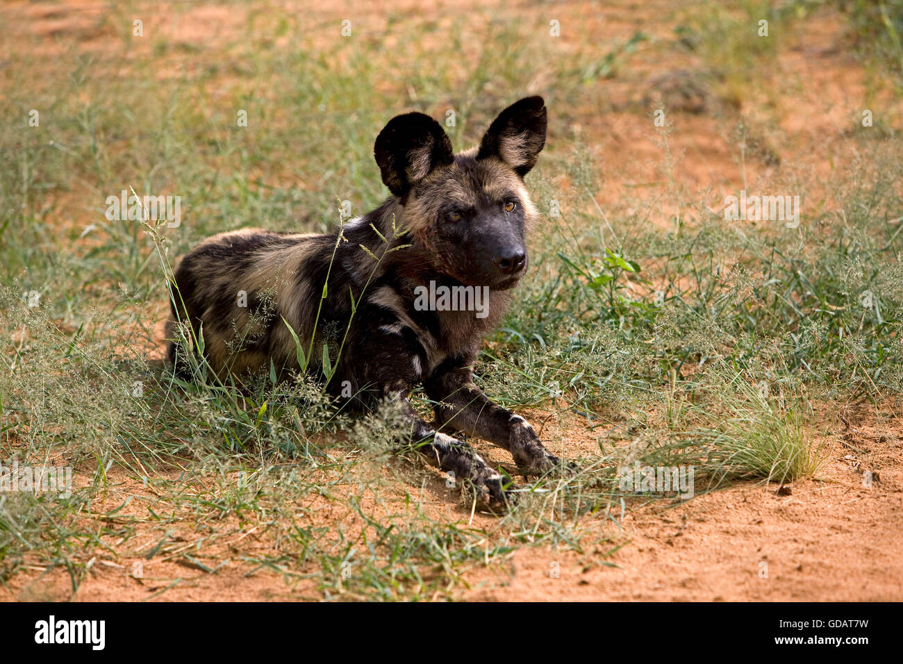 Species lycaon pictus hi-res stock photography and images - Alamy