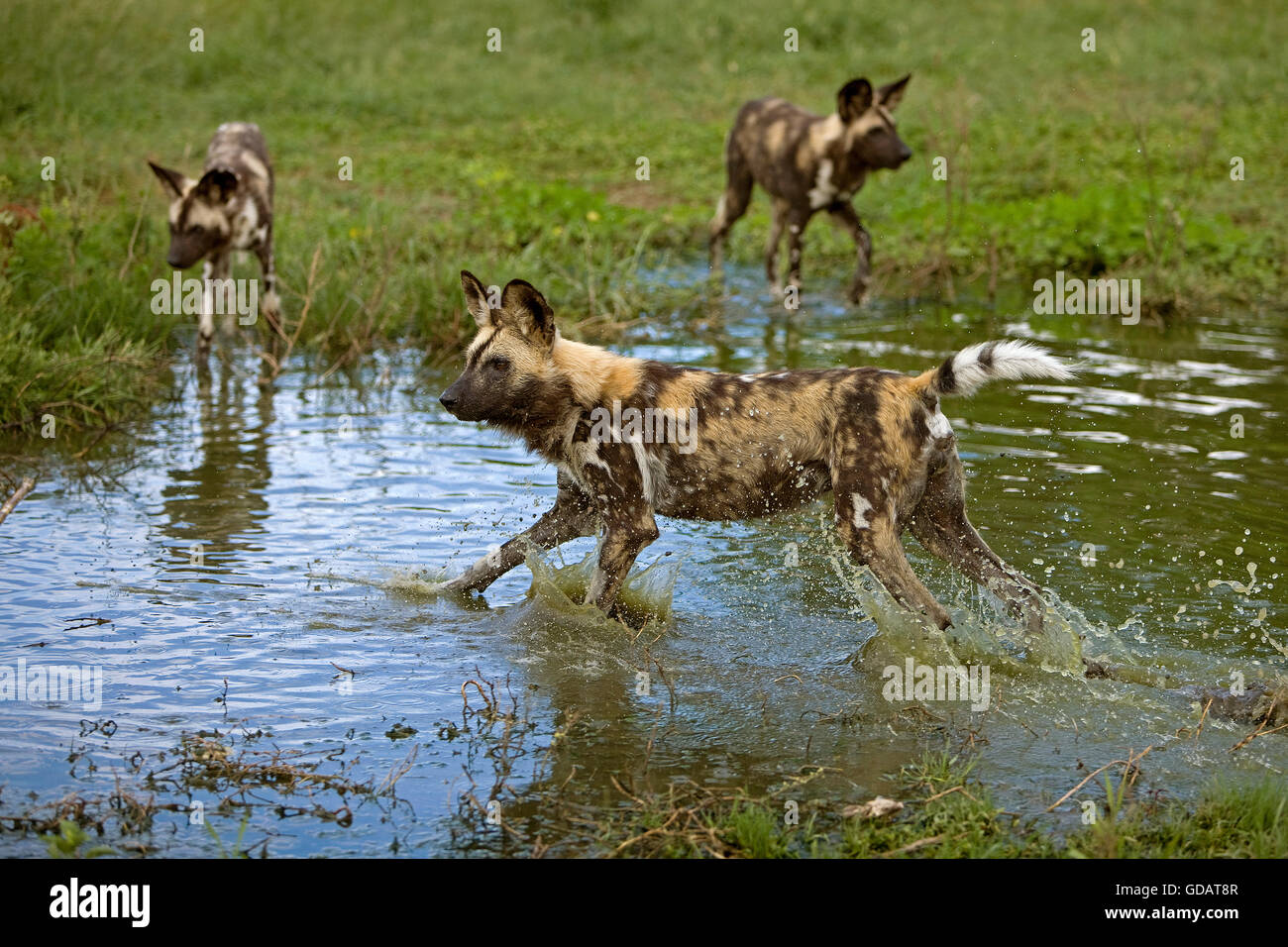AFRICAN WILD DOG lycaon pictus IN NAMIBIA Stock Photo - Alamy