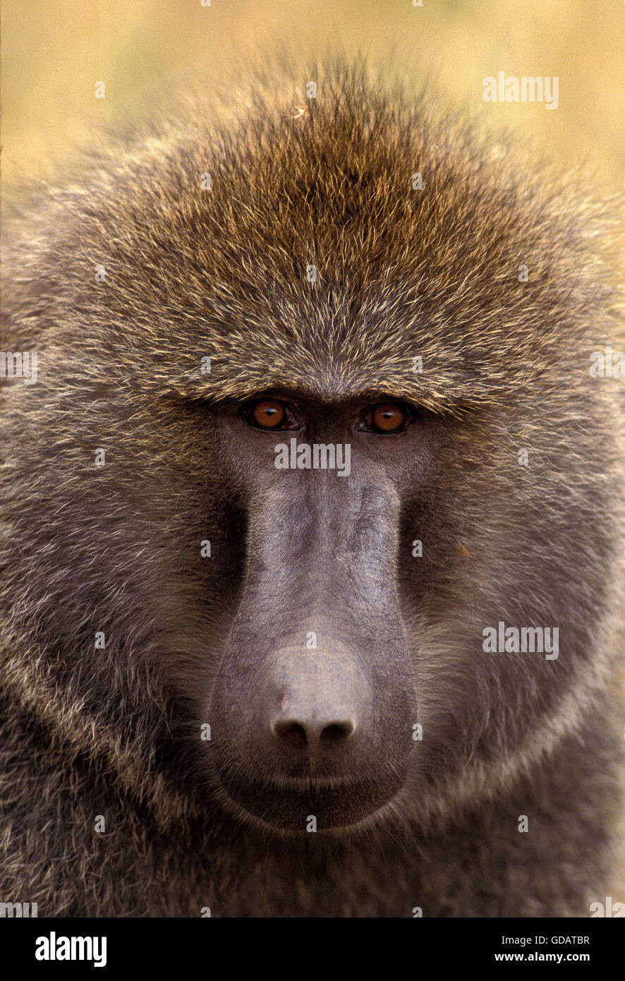 OLIVE BABOON papio anubis, PORTRAIT OF A MALE, MASAI MARA PARK IN KENYA ...