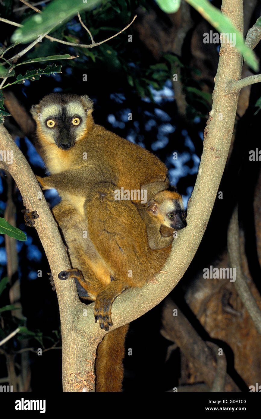 BROWN LEMUR eulemur fulvus, MOTHER WITH BABY, MADAGASCAR Stock Photo ...