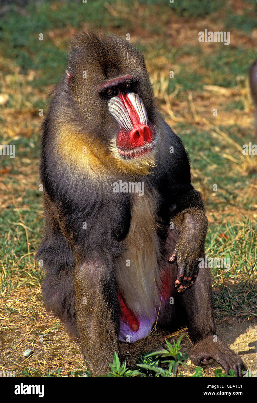 Mandrill mandrillus sphinx male hi-res stock photography and images - Alamy