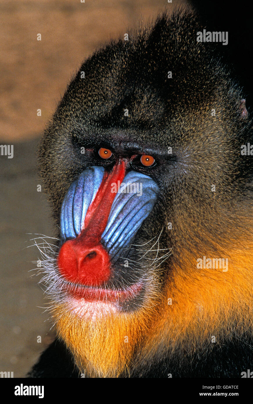Mandrill Colors
