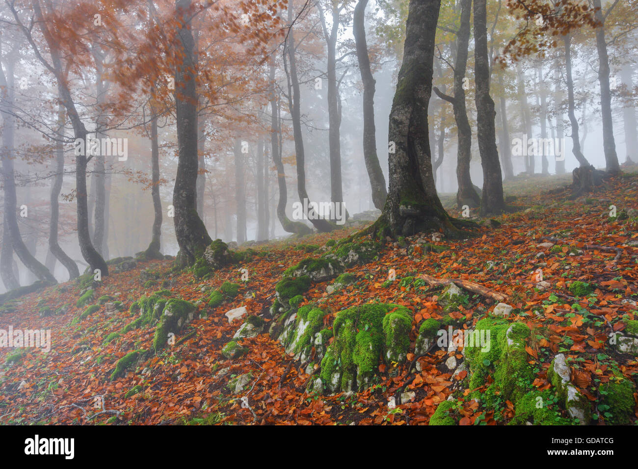 Beech forest in autumn,Switzerland Stock Photo - Alamy