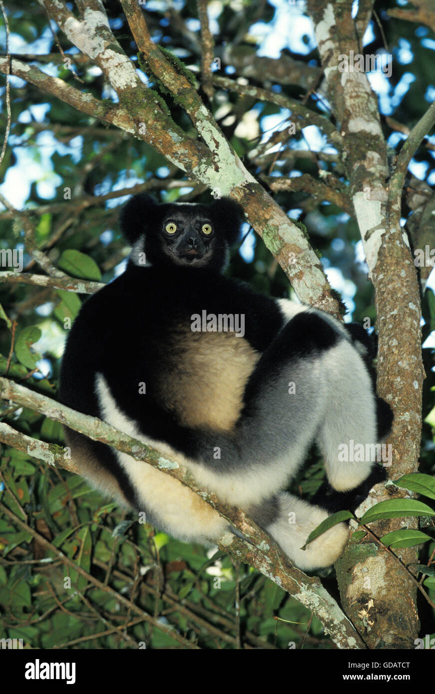 INDRI indri indri, ADULT IN TREE, MADAGASCAR Stock Photo - Alamy