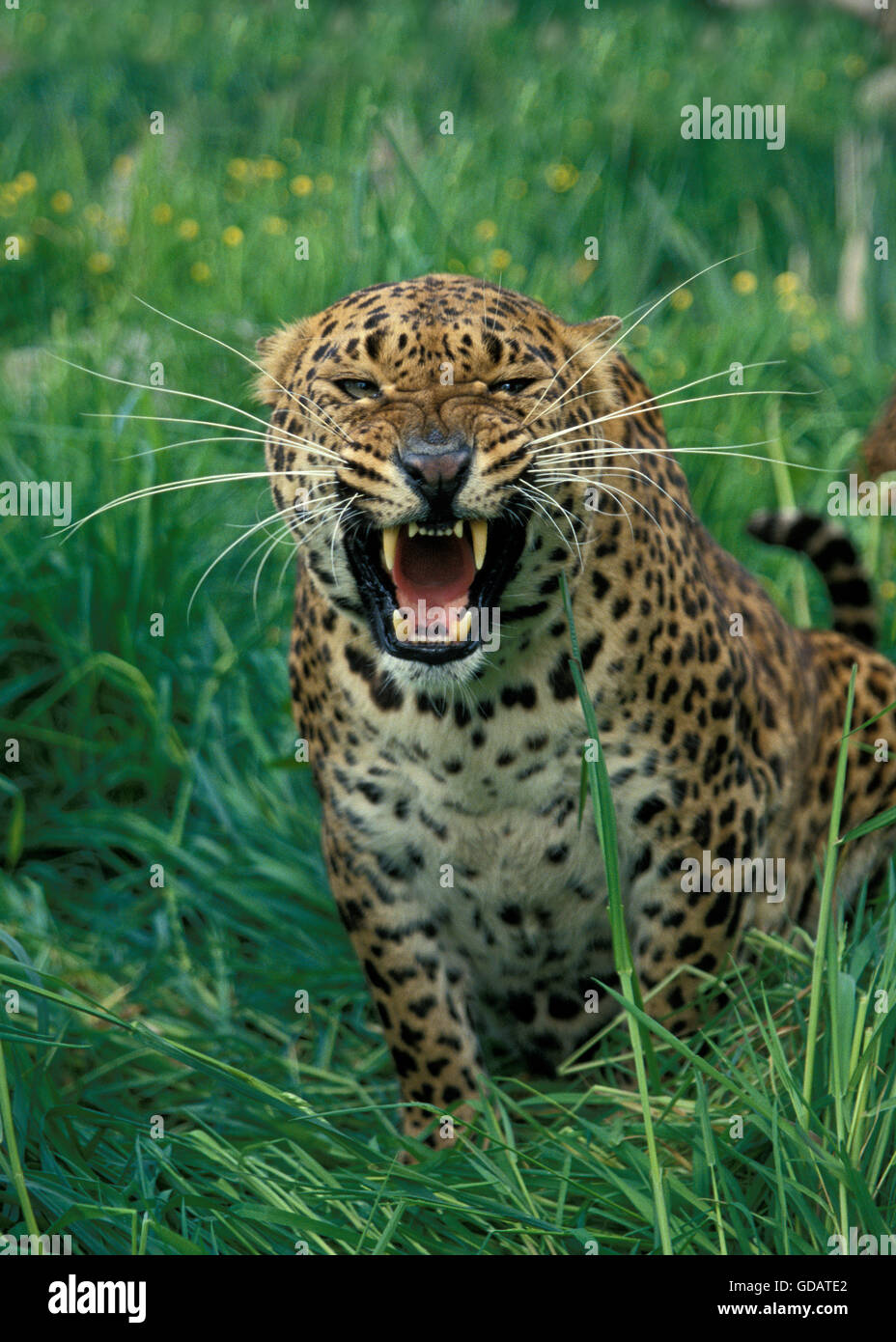 Leopard, panthera pardus, Adult Snarling Stock Photo - Alamy