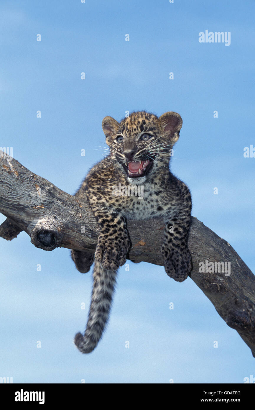 Leopard, panthera pardus, Cub on Branch, Calling out Stock Photo - Alamy