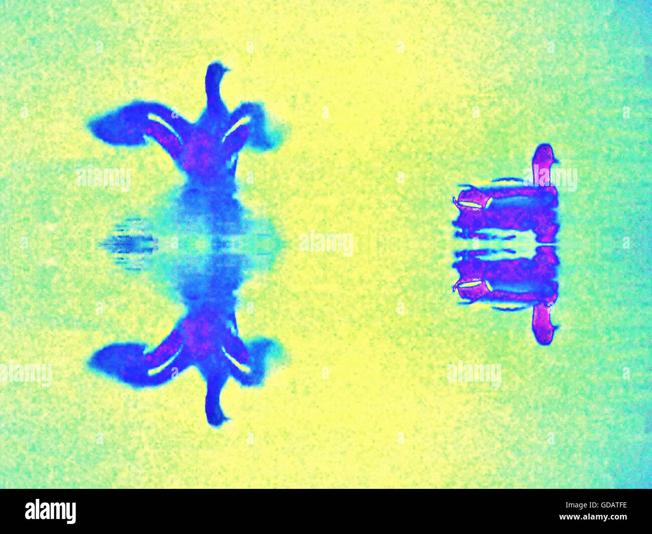 Two ducks hi-res stock photography and images - Alamy