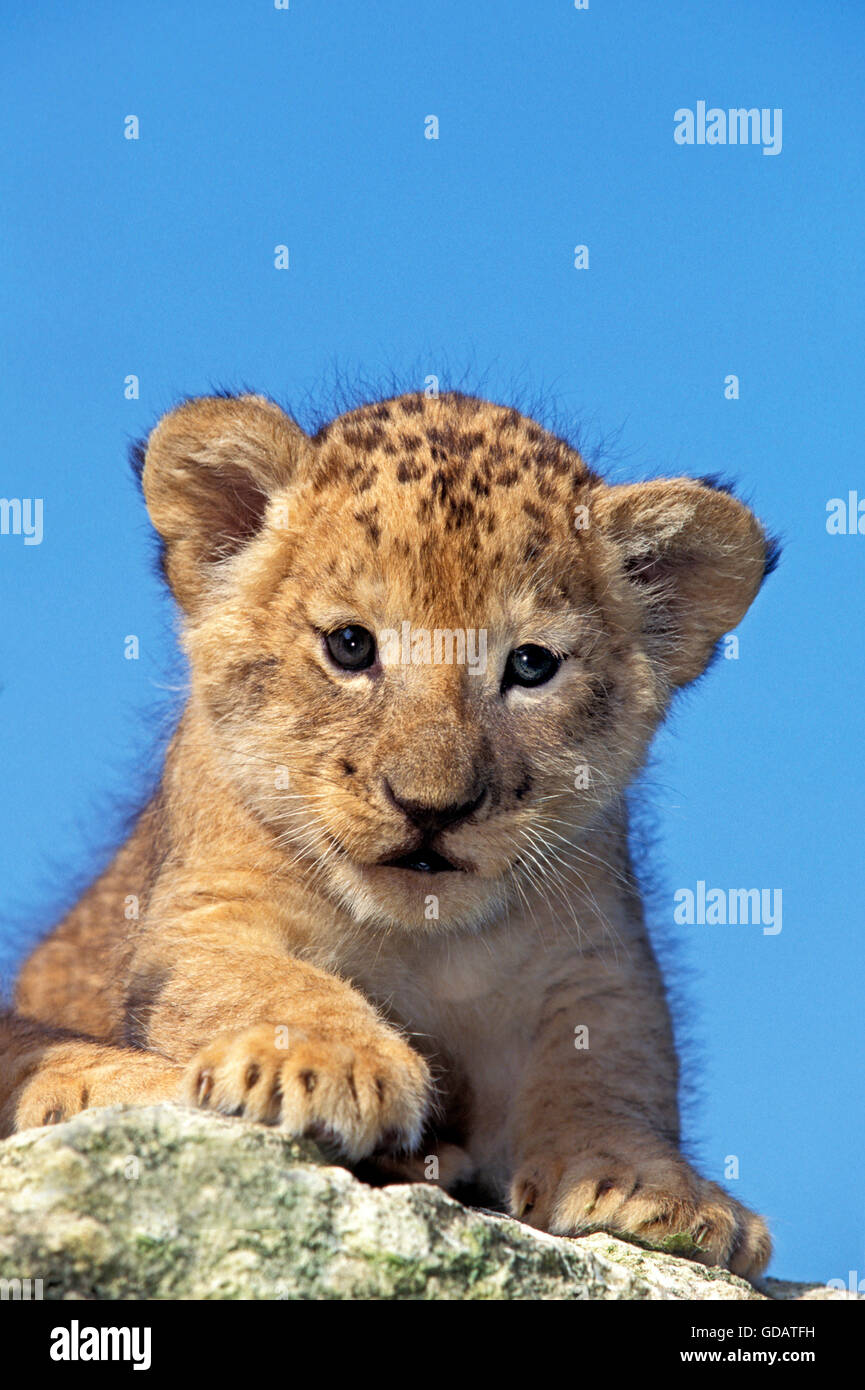 African Lion, panthera leo, Cub on Rocks Stock Photo - Alamy