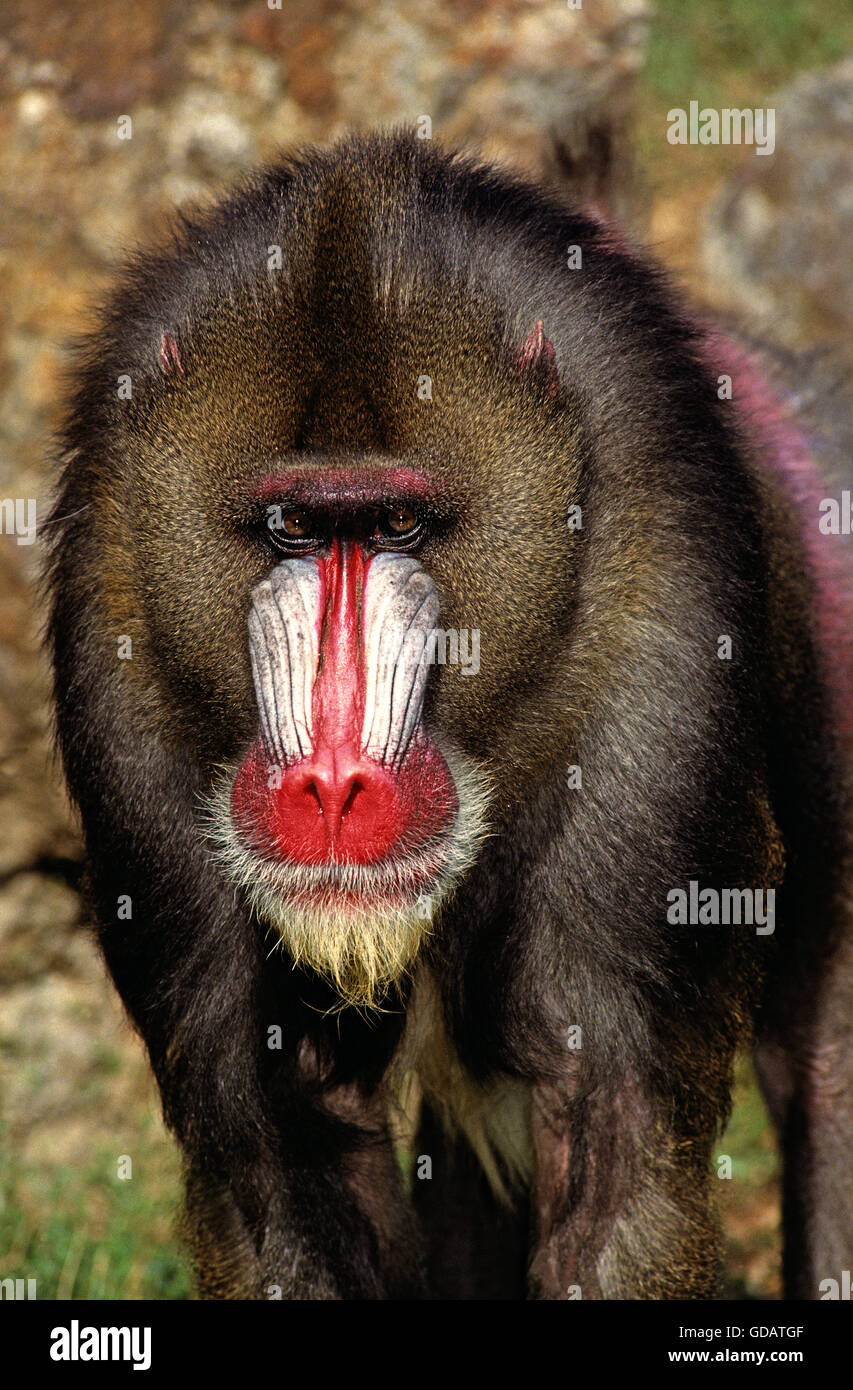 Mandrill, mandrillus sphinx, Portrait of Male Stock Photo - Alamy