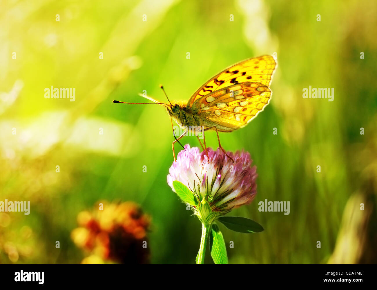 wild butterfly on a flower on natural warm light Stock Photo - Alamy