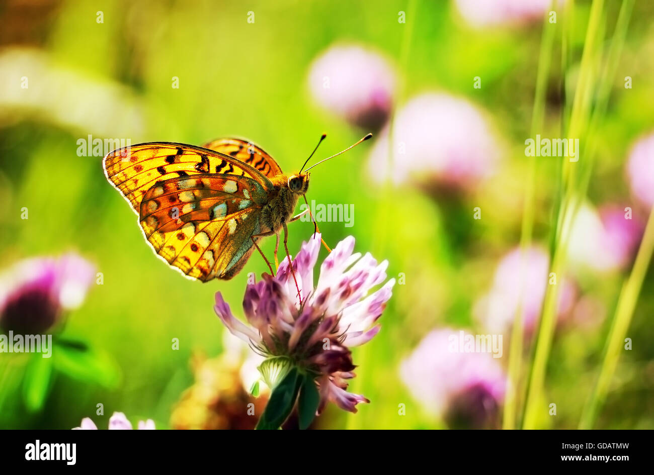 wild butterfly on a flower on natural warm light Stock Photo - Alamy