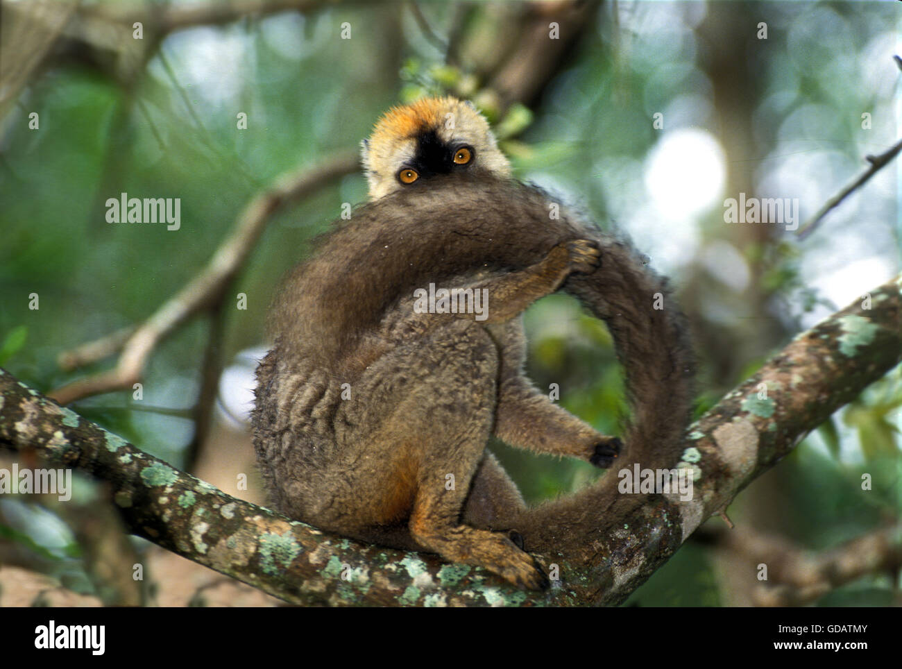 Lemur madagascar grooming hi-res stock photography and images - Alamy