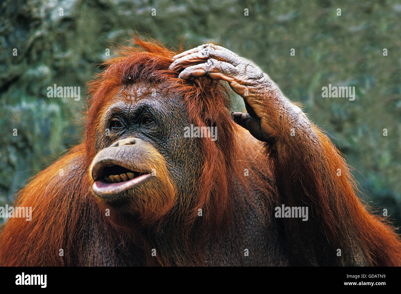 Ape scratching head hi-res stock photography and images - Alamy