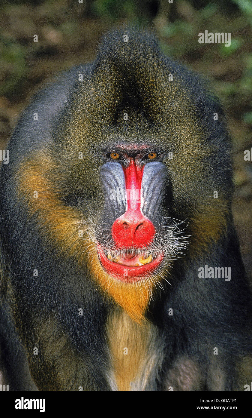 MANDRILL mandrillus sphinx, PORTRAIT OF MALE Stock Photo - Alamy