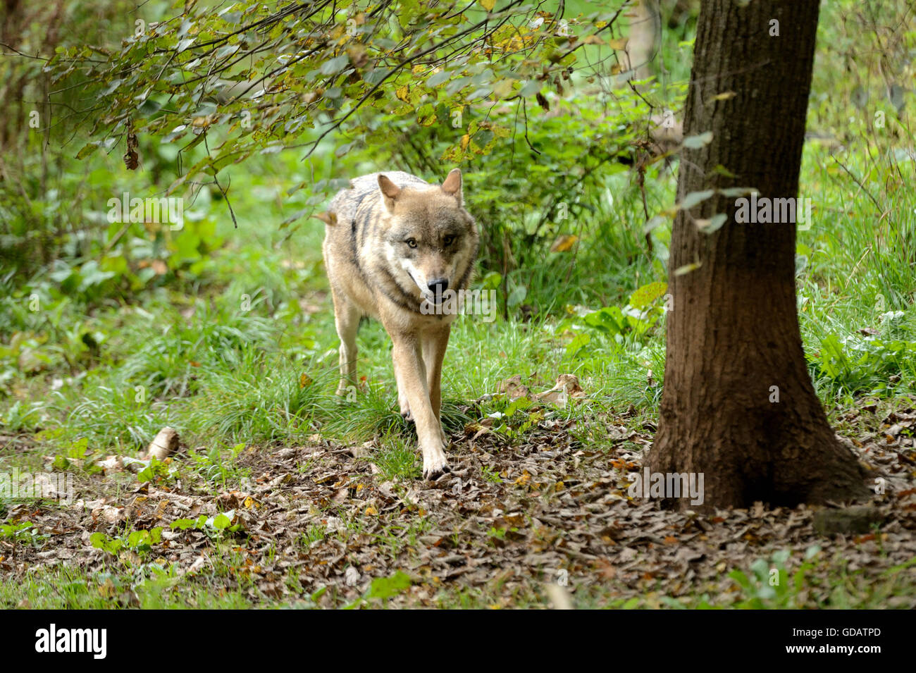 Wolves in summer Stock Photo - Alamy
